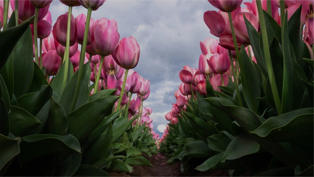 U Pick Tulips in Terrell, TX - Hemingway Hill